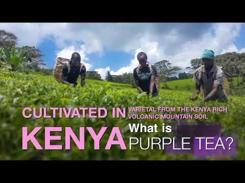 Asia Farm Purple Tea - YouTube