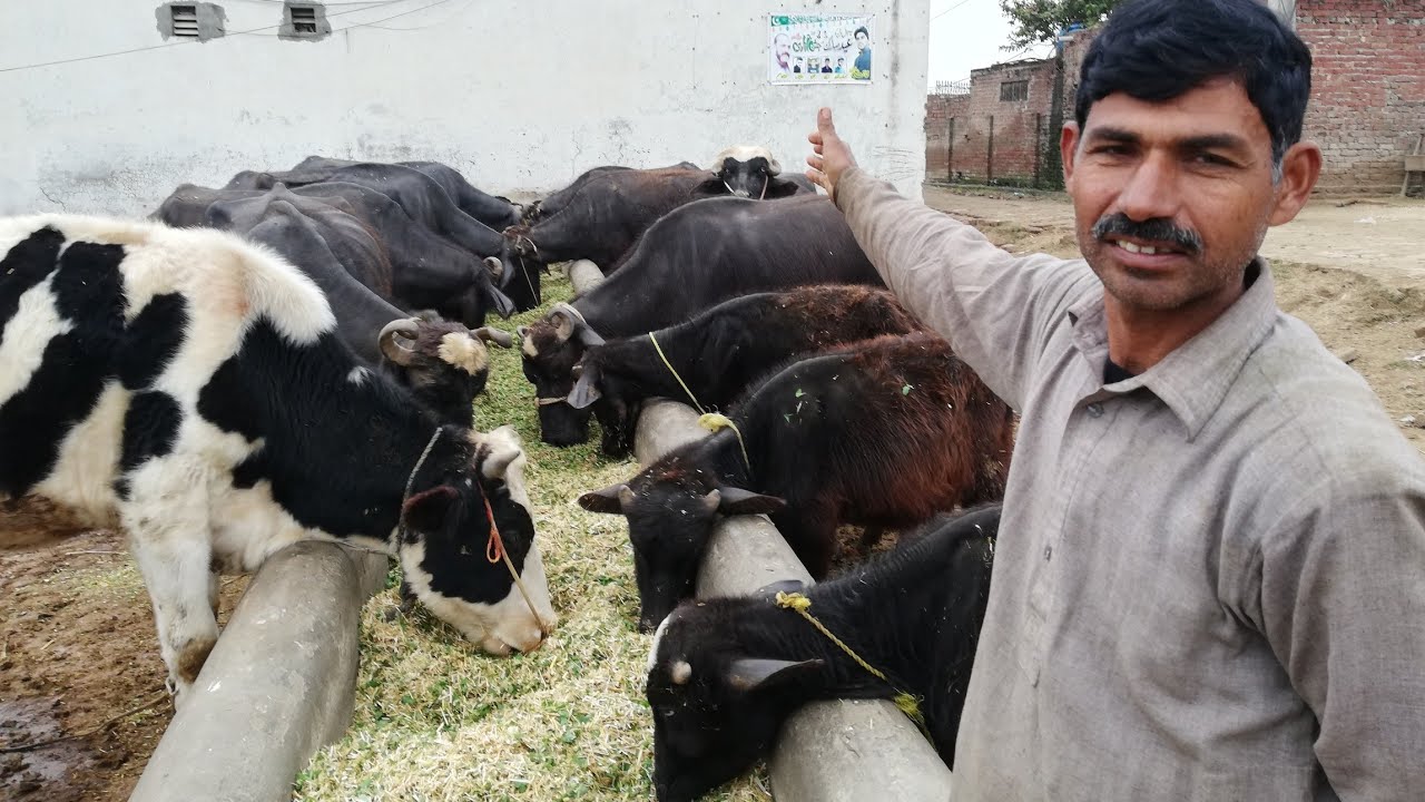 buffalo farming in zaferwal - YouTube