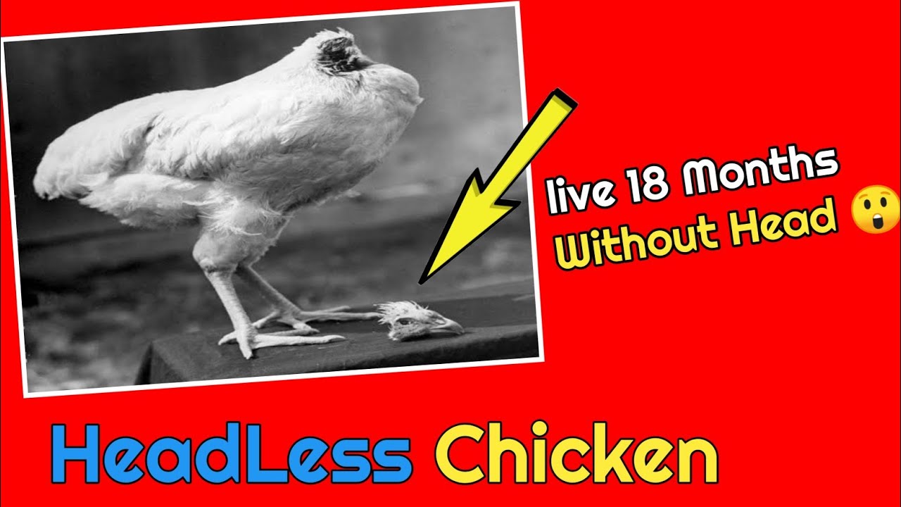 Headless Chicken Live 18 Months Without Head 😲 | #strange - YouTube