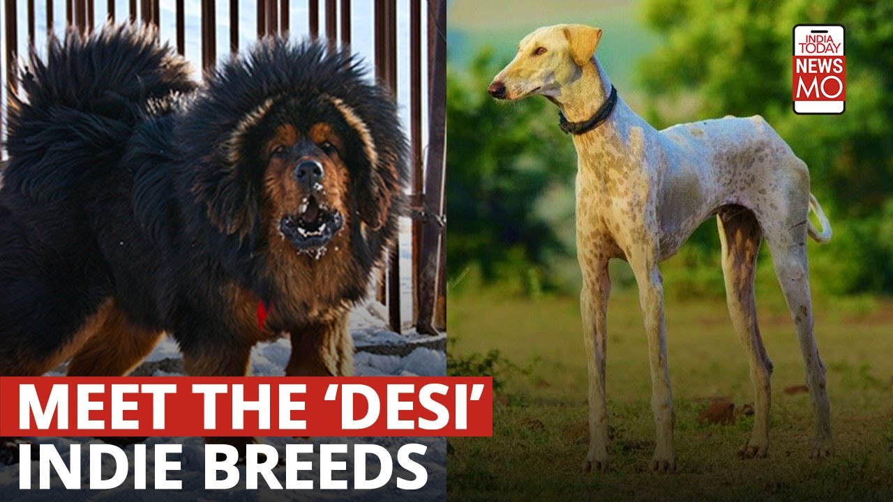 Desi' Indie Dog Breed's: All You Need To Know | NewsMo - YouTube