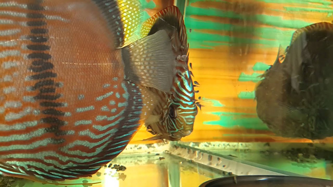 Wild Discus, Wild Heckel Cross Pair Fry Day 5 - YouTube