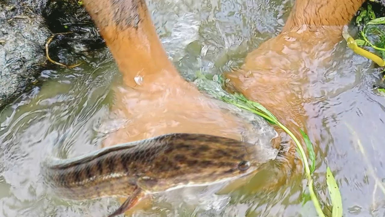 Amazing Hand fishing-Smart boy Catching fish by hand-traditional hand ...
