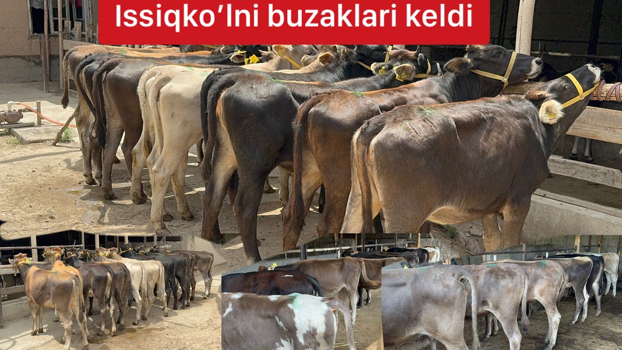 Qirg’iziston paroda asl Issiqko’l buzaklari keldi ulgurib qoling. - YouTube