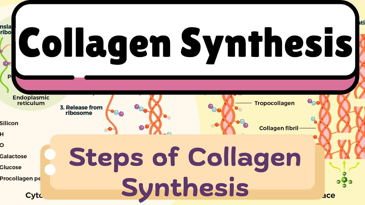Collagen Synthesis Steps - YouTube