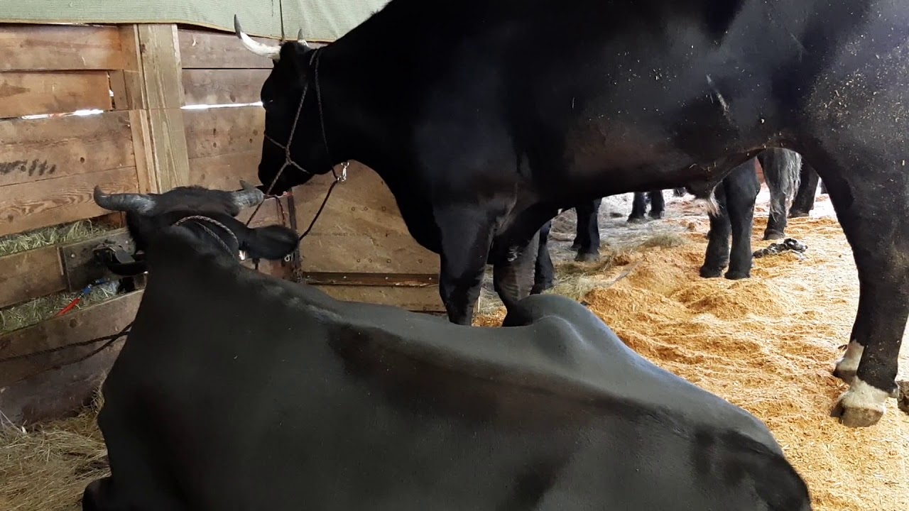 Fryeburg Fair, Tallest cattle breed, Chianani - YouTube