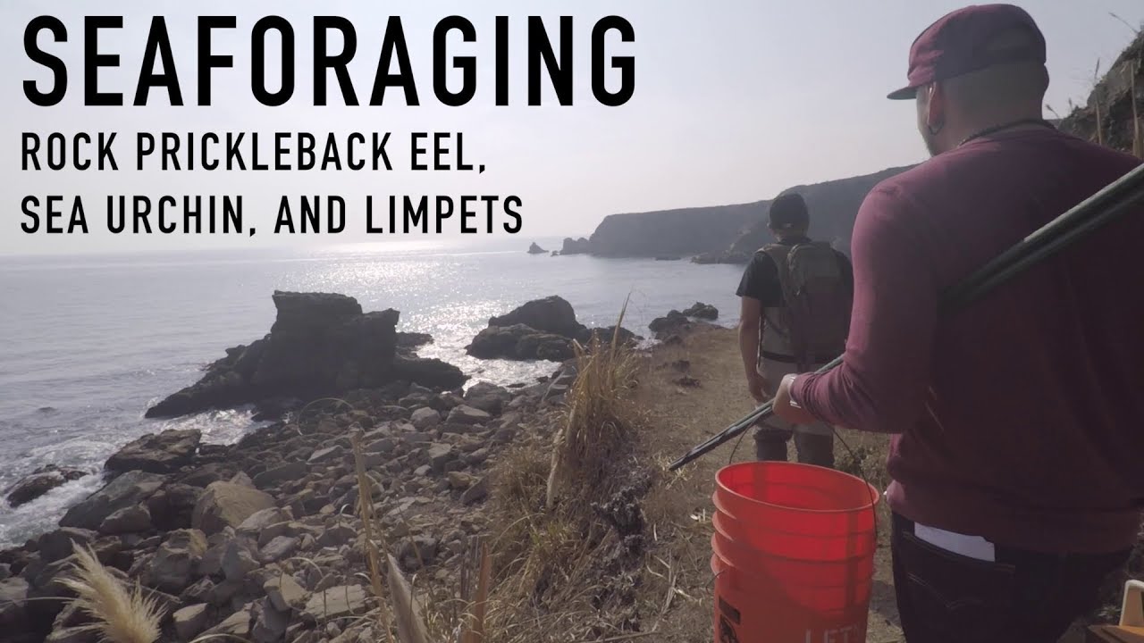 Poke Pole Fishing and Seaforaging: Rock Prickleback Eel Tacos & Limpet ...