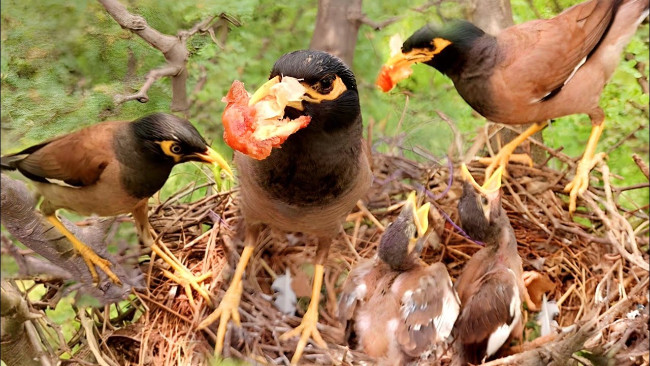 Feeding Myna Chicks Meat: Is it Safe and Beneficial @BirdPlusAnimals ...