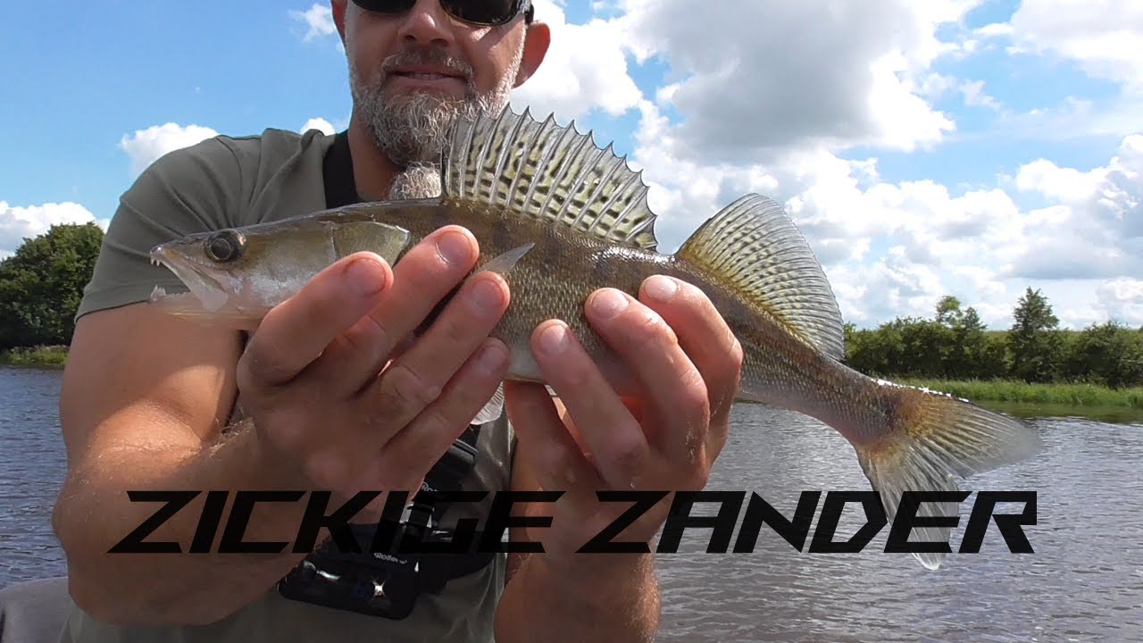 Zickige Zander,,,sehr spitze bisse - YouTube