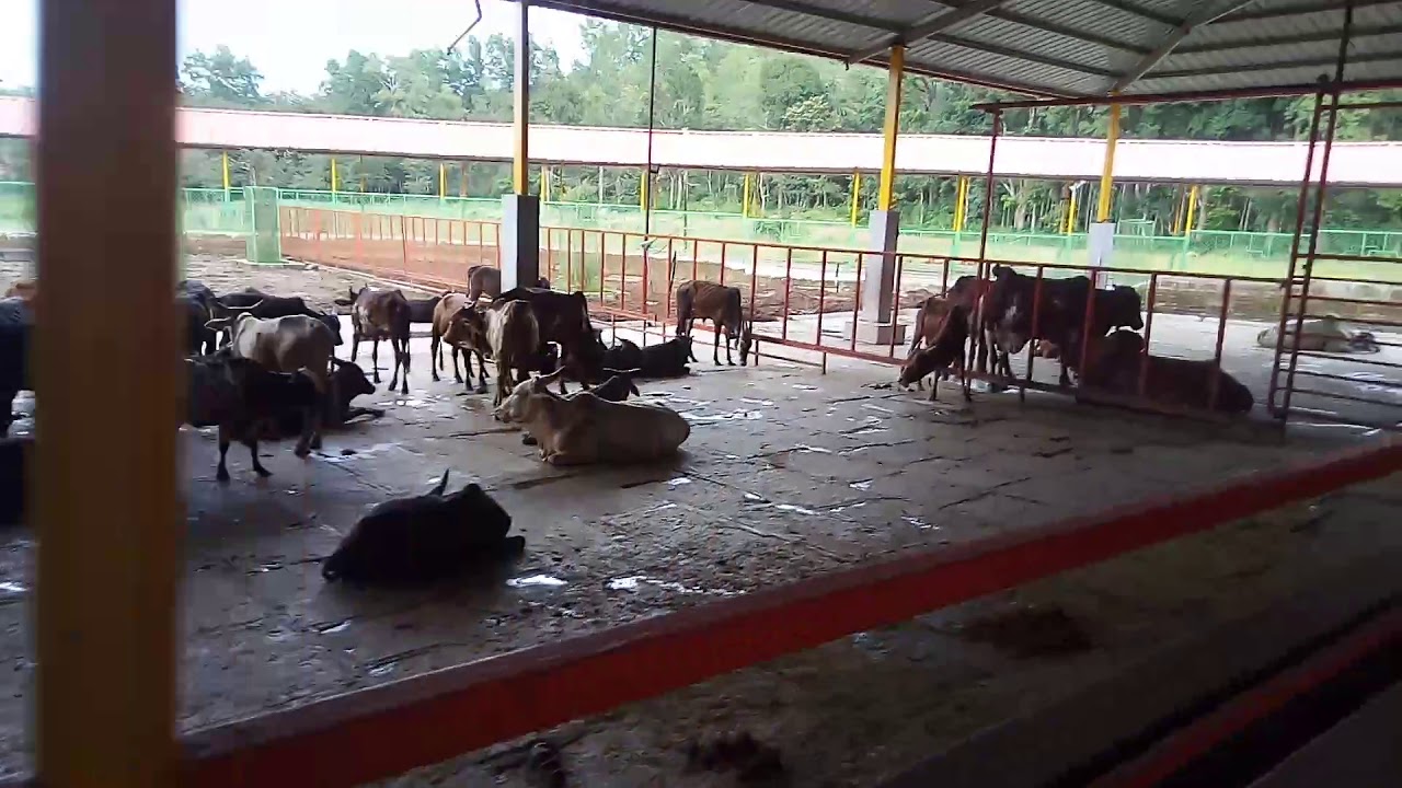 Bankuli mata.. siddapura.. - YouTube