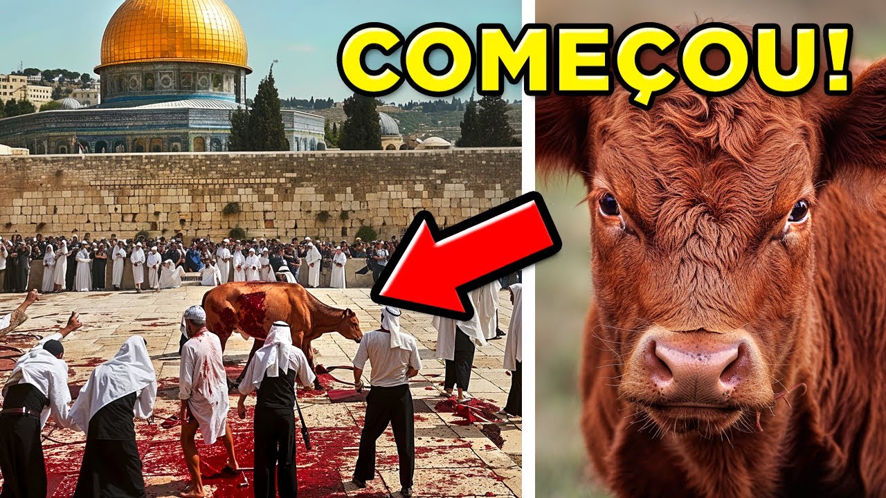 A NOVILHA VERMELHA ESTÁ SENDO SACRIFICADA EM ISRAEL DEPOIS DE 2000 ANOS ...