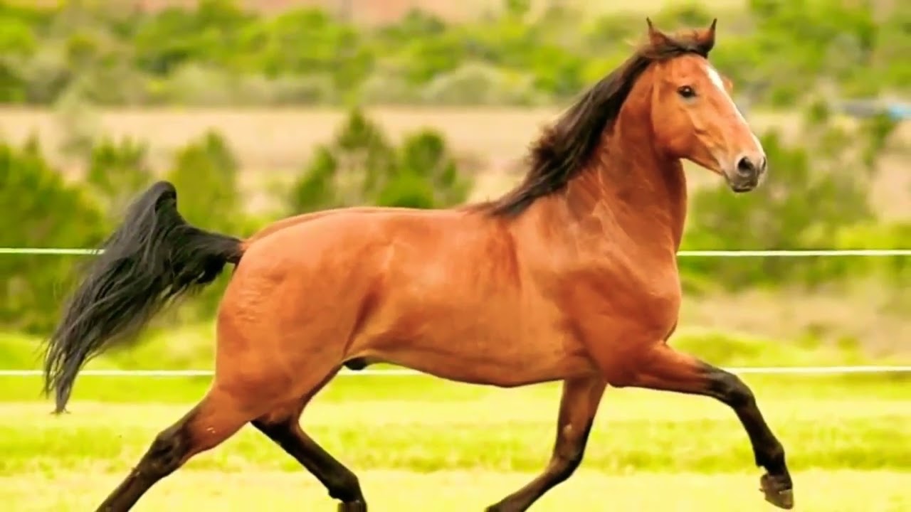 Cavalos - YouTube