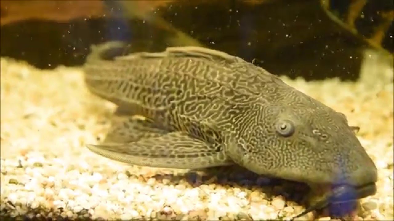 Pterygoplichthys multiradiatus - Alchetron, the free social encyclopedia