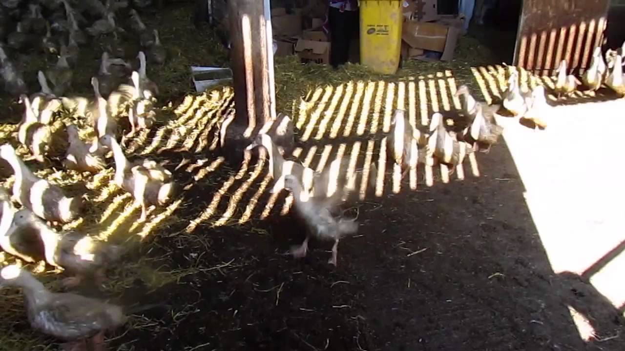 Duck Rescue Mission to The Retreat Animal Sanctuary - YouTube