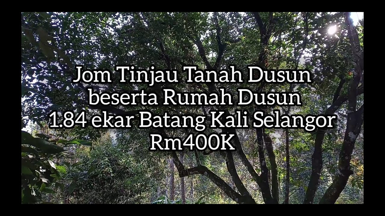 Jom tinjau dusun durian rambutan pulasan manggis langsat di Batang Kali ...
