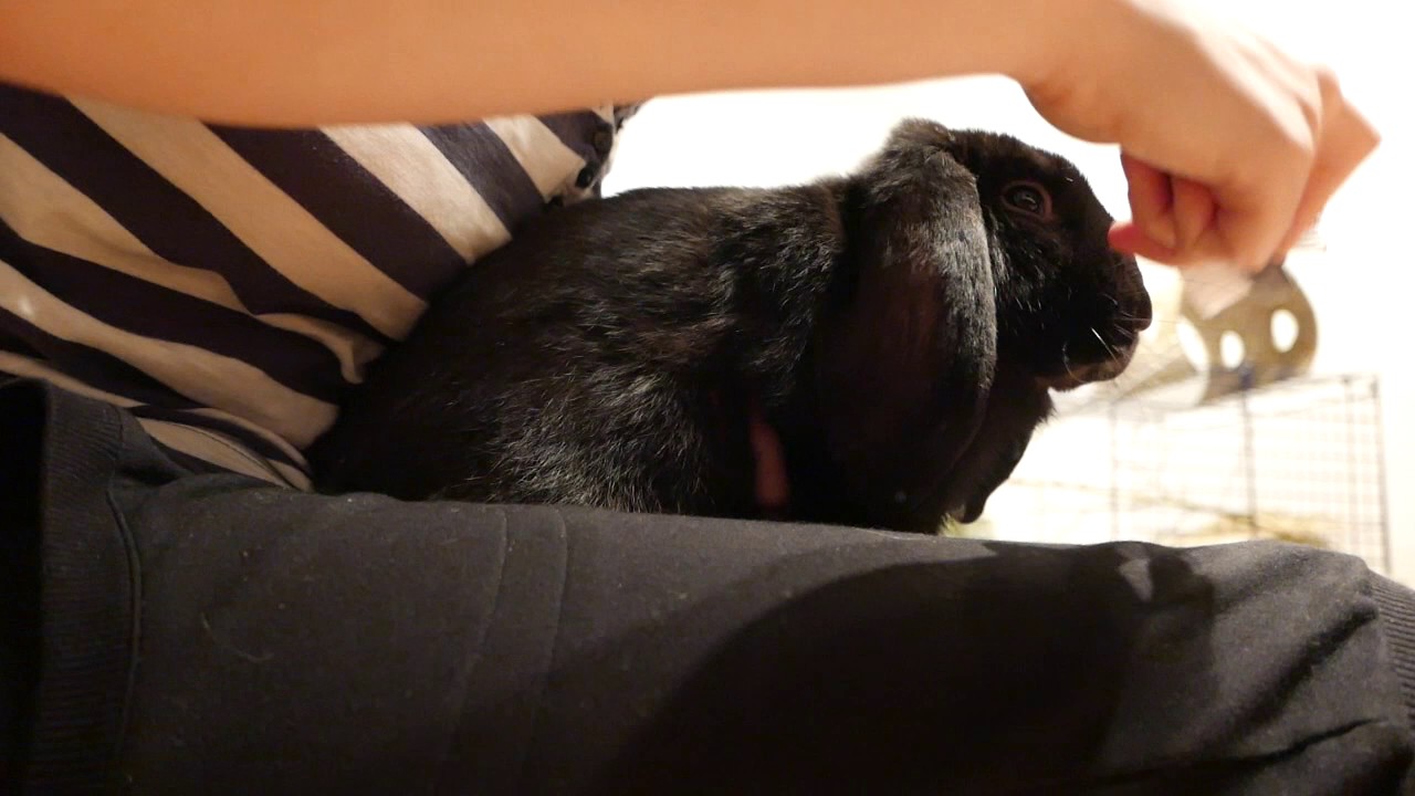 Loki The Rabbit Is Unstoppable - YouTube