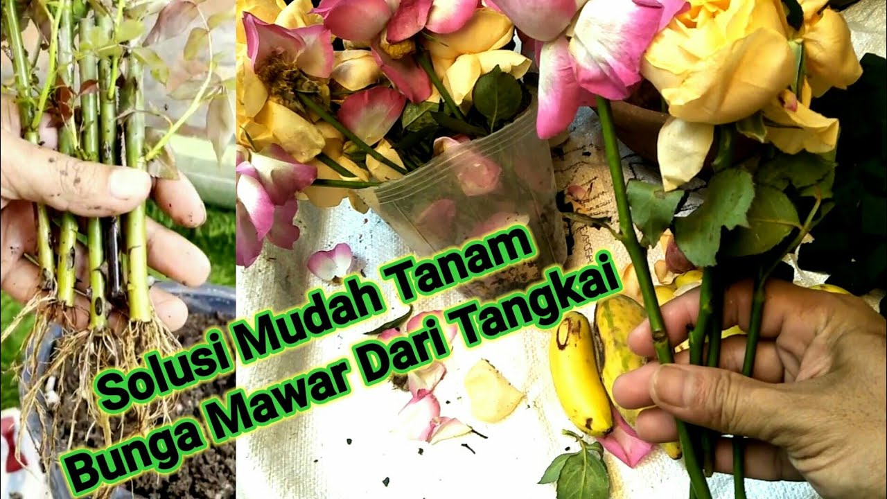 Cara Stek Batang Bunga Mawar Paling Cepat Keluar Akar Dan Tunas - YouTube