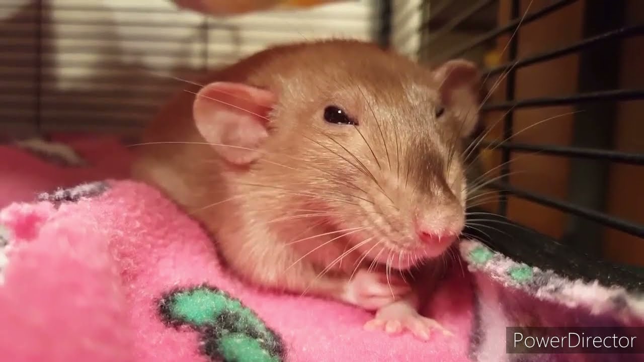 Rata aprieta el puño de la rabia (con música épica) - YouTube