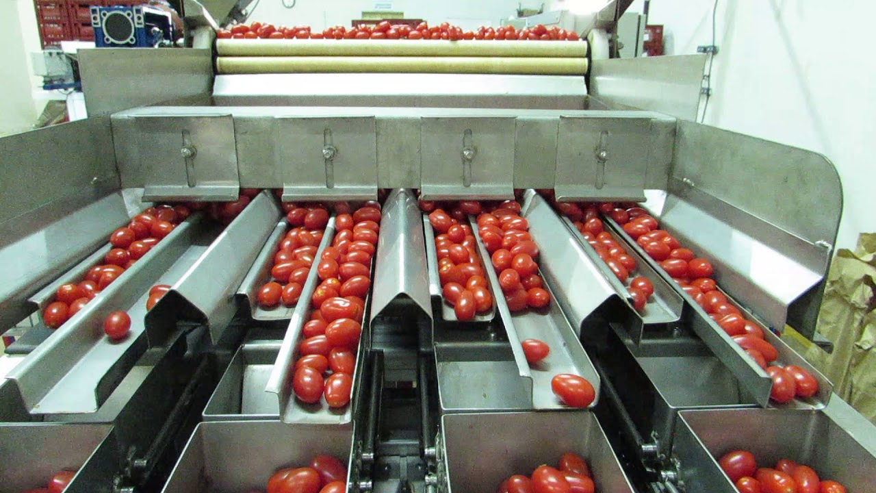 Maquina Embaladora para Tomate tipo grape ou Tomatinho - YouTube