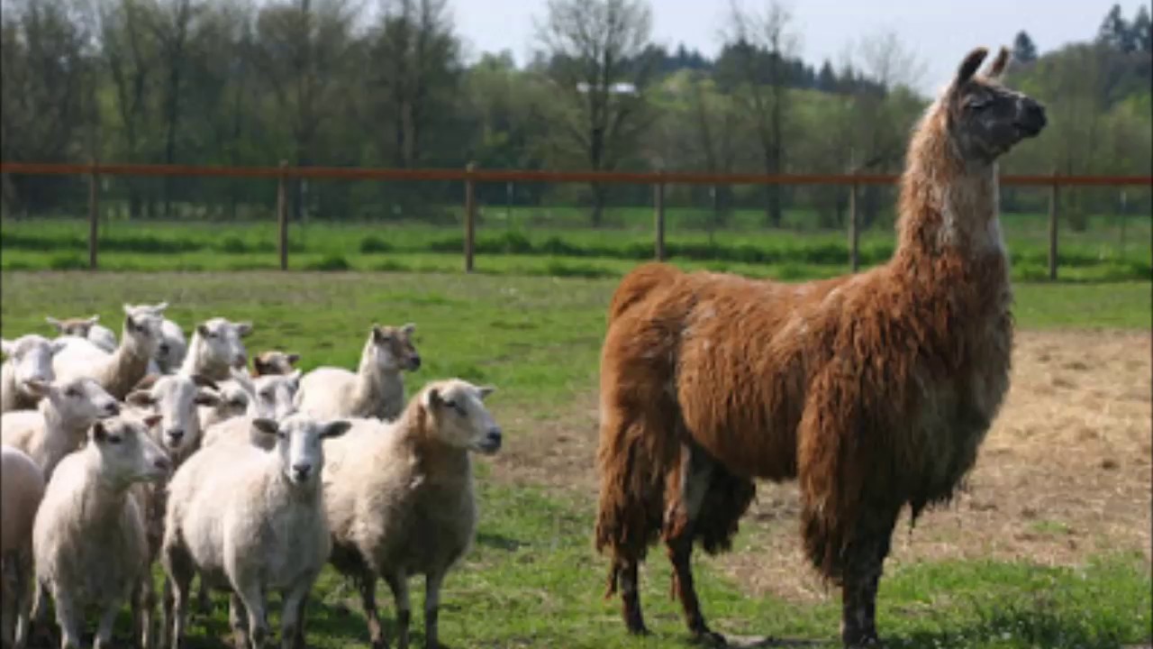 LLama movie 1 - YouTube