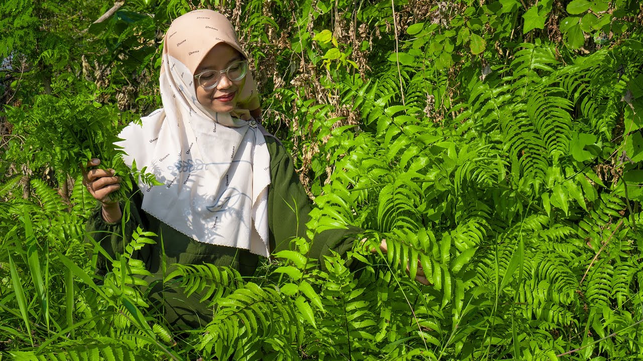 Memetik Daun Pakis, Memasak Tumis Daun Pakis, Ayam Goreng, Sambal ...