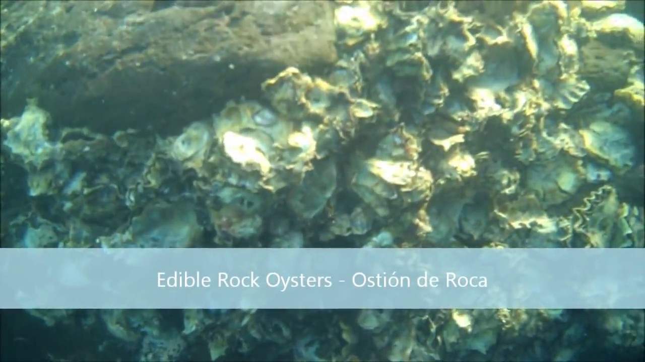Sea of Cortez Marine Life - Vida Marina del Mar de Cortés - YouTube