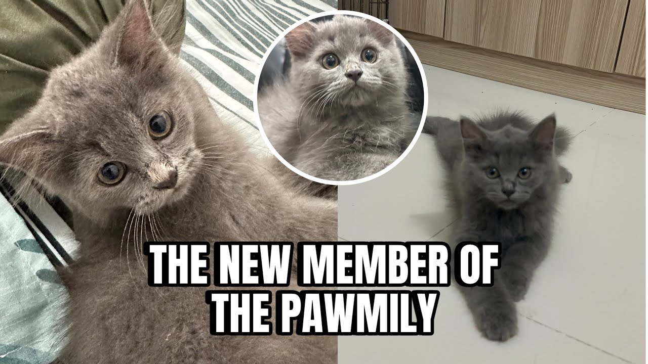 THE NEW MEMBER OF THE PAWMILY.." - YouTube