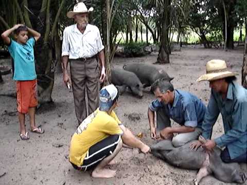 Video Capando o Porco - YouTube