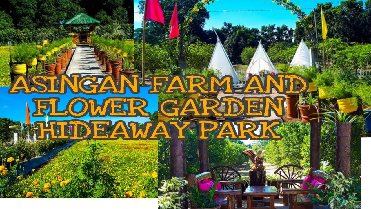 ASINGAN FARM AND FLOWER GARDEN HIDEAWAY PARK/ASINGAN PANGASINAN - YouTube
