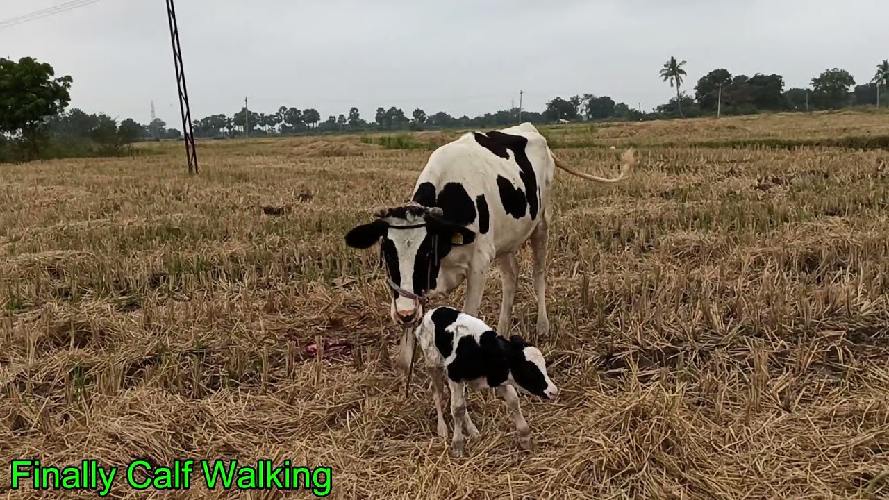 Farm Cow Gave Birth to Male Calf | Cow is giving birth | Cow Birth ...