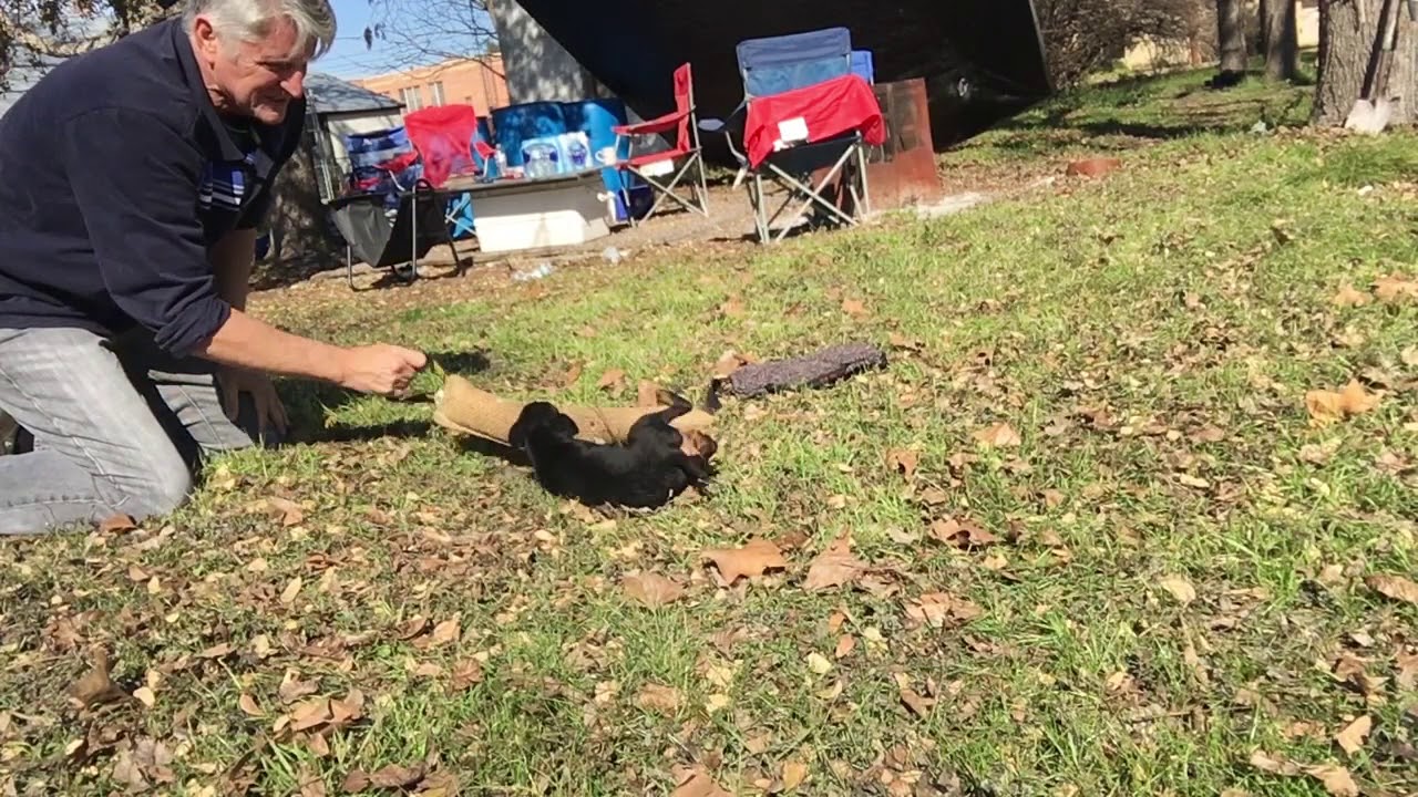 early pup work complete - YouTube