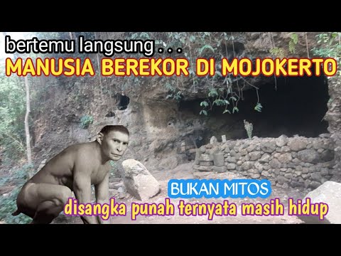 VIRAL !! MANUSIA BEREKOR DI MOJOKERTO || Tinggal di goa gembyang dalam ...