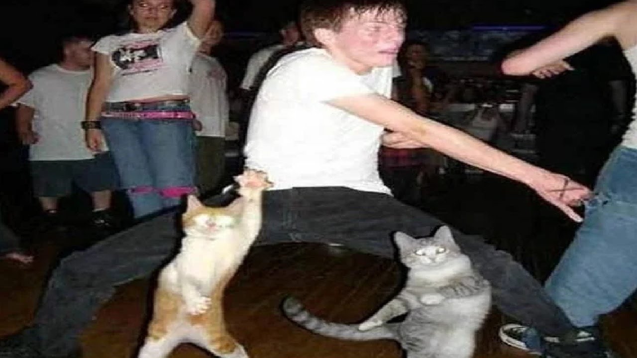 TOP 5 DANCING CAT - YouTube