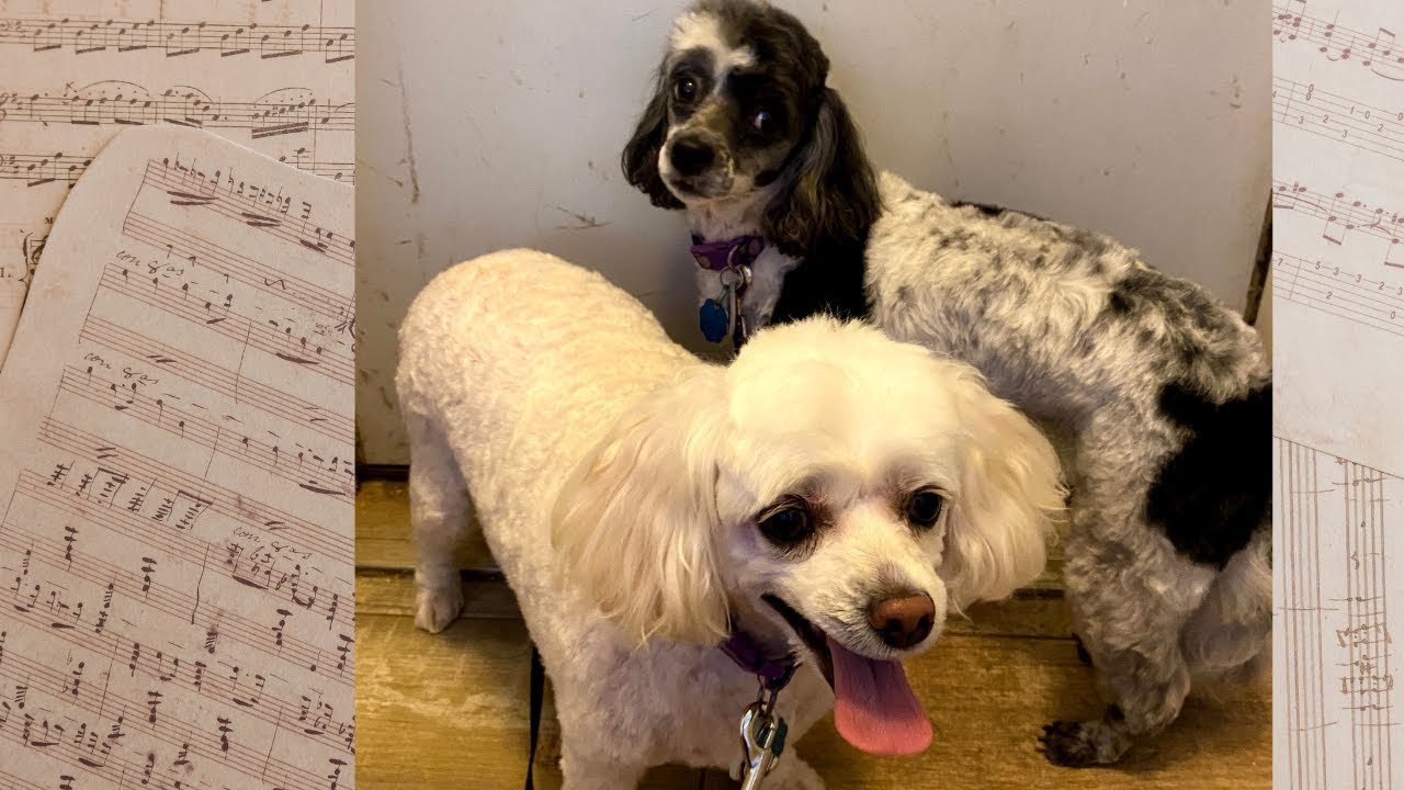 HOME GROOMING/RING AROUND WITH ROZIE/LEFT HANDED GROOMER - YouTube