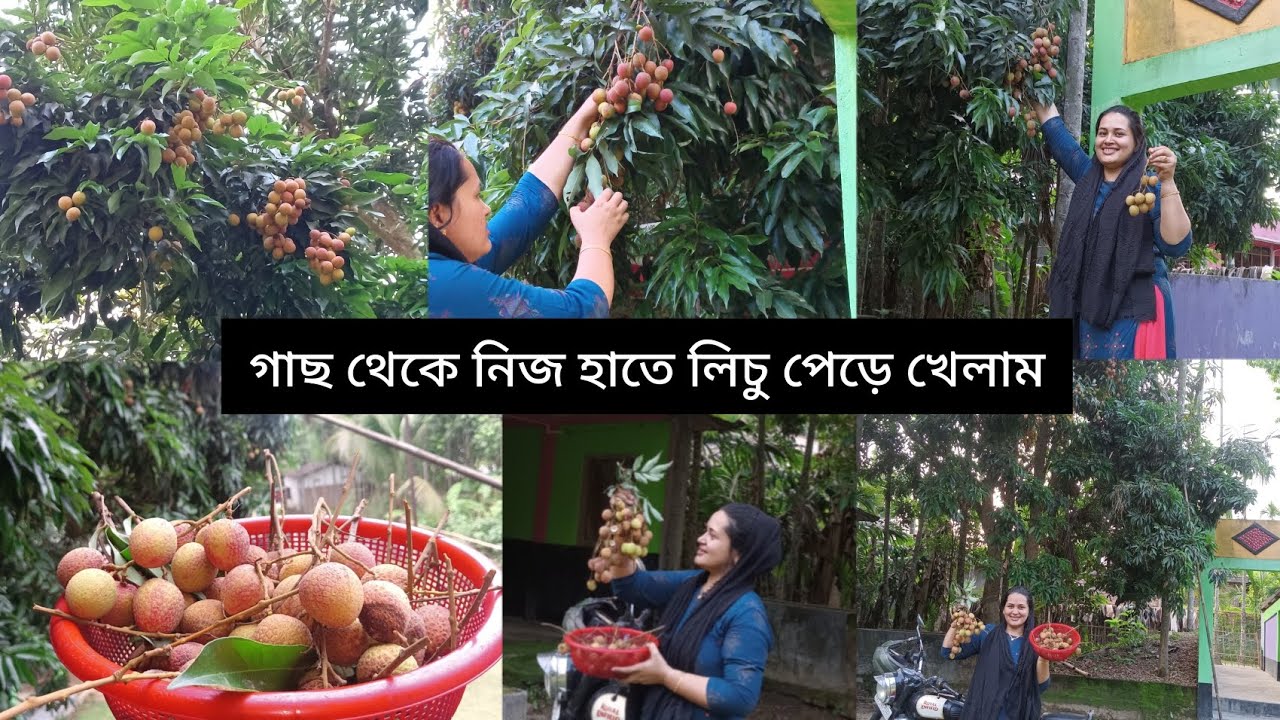 বাড়ির গাছ থেকে নিজ হাতে লিচু পেড়ে খেলাম।। Gach theke Fresh lichu pede ...