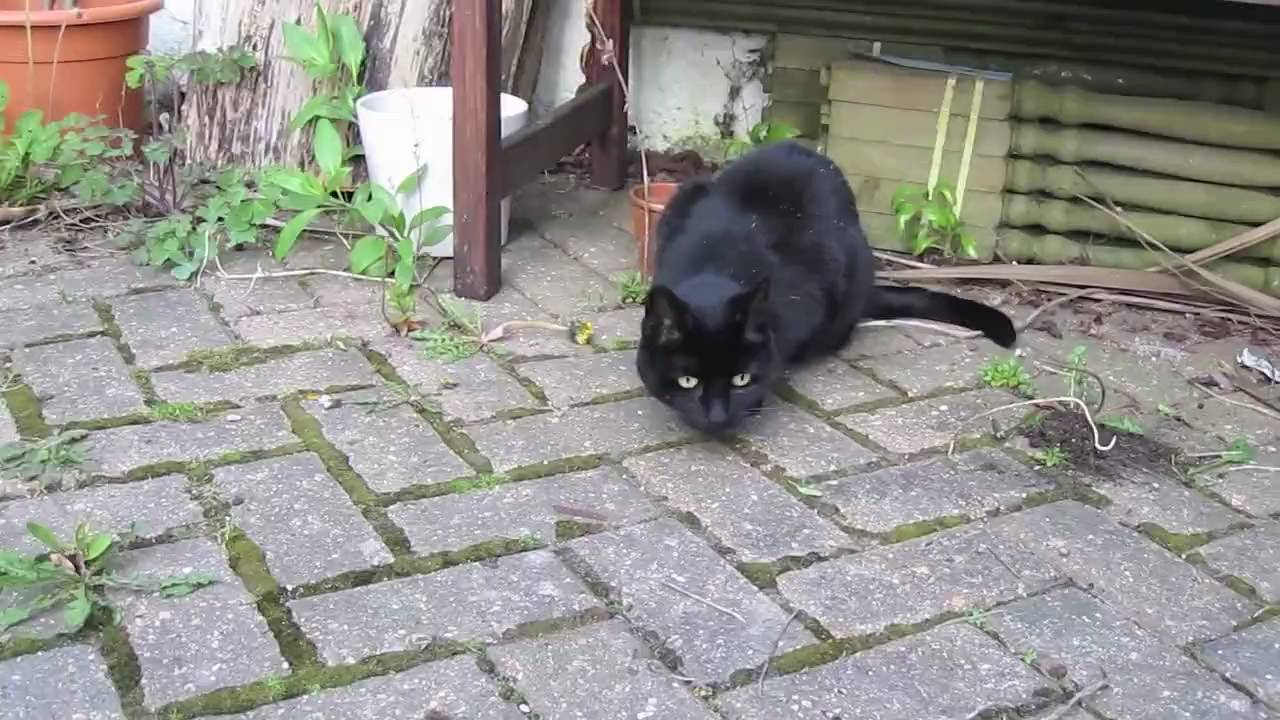 Betty Cat In HD n_n - YouTube