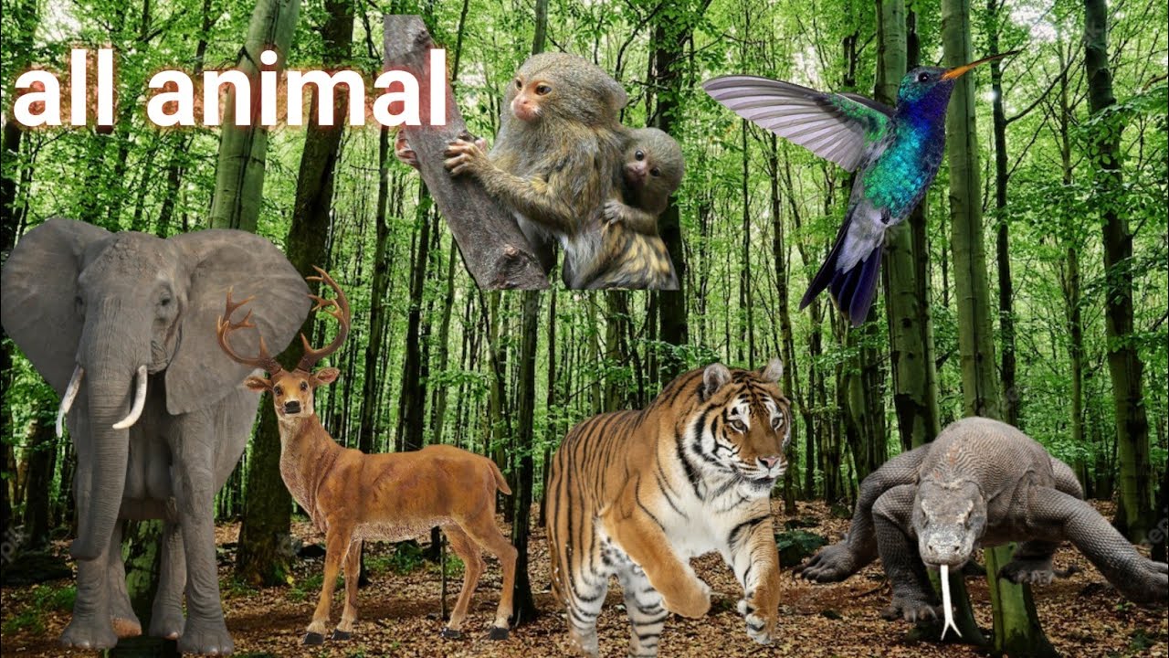 tiger fox deer eliphant gorilla horse penguin marmoset monkey comodo ...