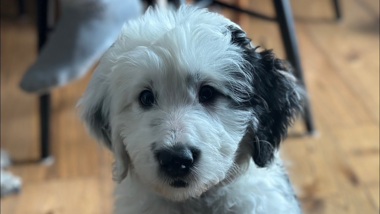 Extended Down Stays from a distance Violet F1 Mini/ Medium Sheepadoodle ...