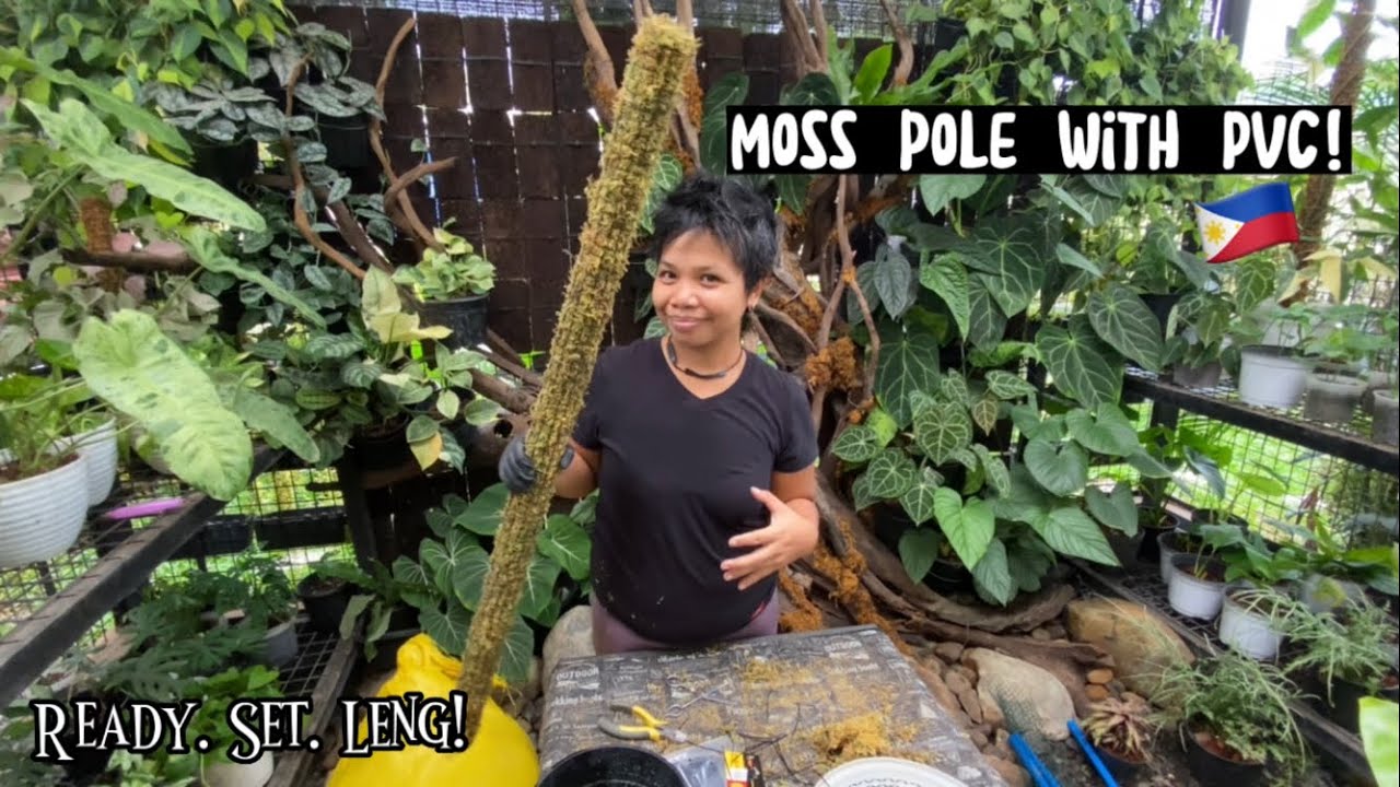 HOW TO MAKE A MOSS POLE | EASY MOSS POLE WITH PVC SUPPORT | DIY ...