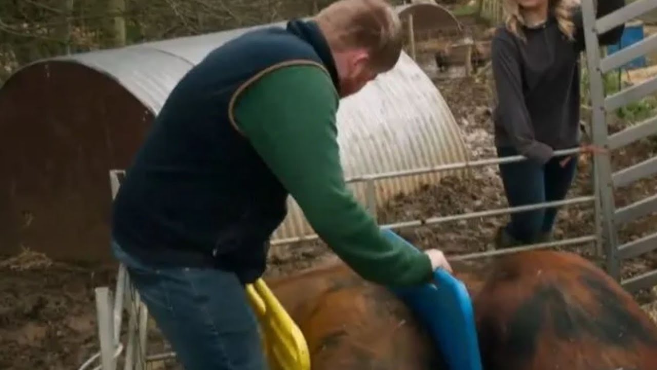 Clarkson's Farm Pig Attack: Kaleb's Shocking Injury & Unconventional ...