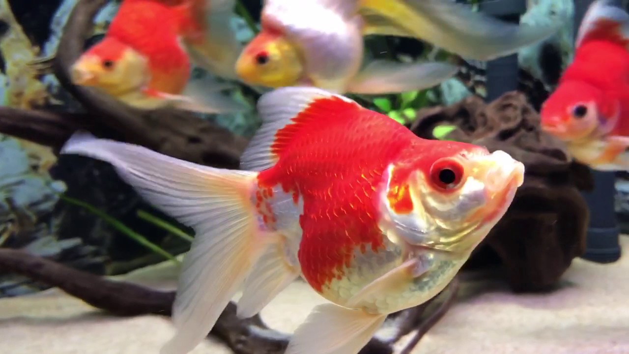 My lovely Tamasaba - YouTube