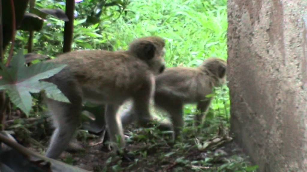 MAASAI MARA NATIONAL RESERVE Mara Springs Tented Camp Monkey - YouTube