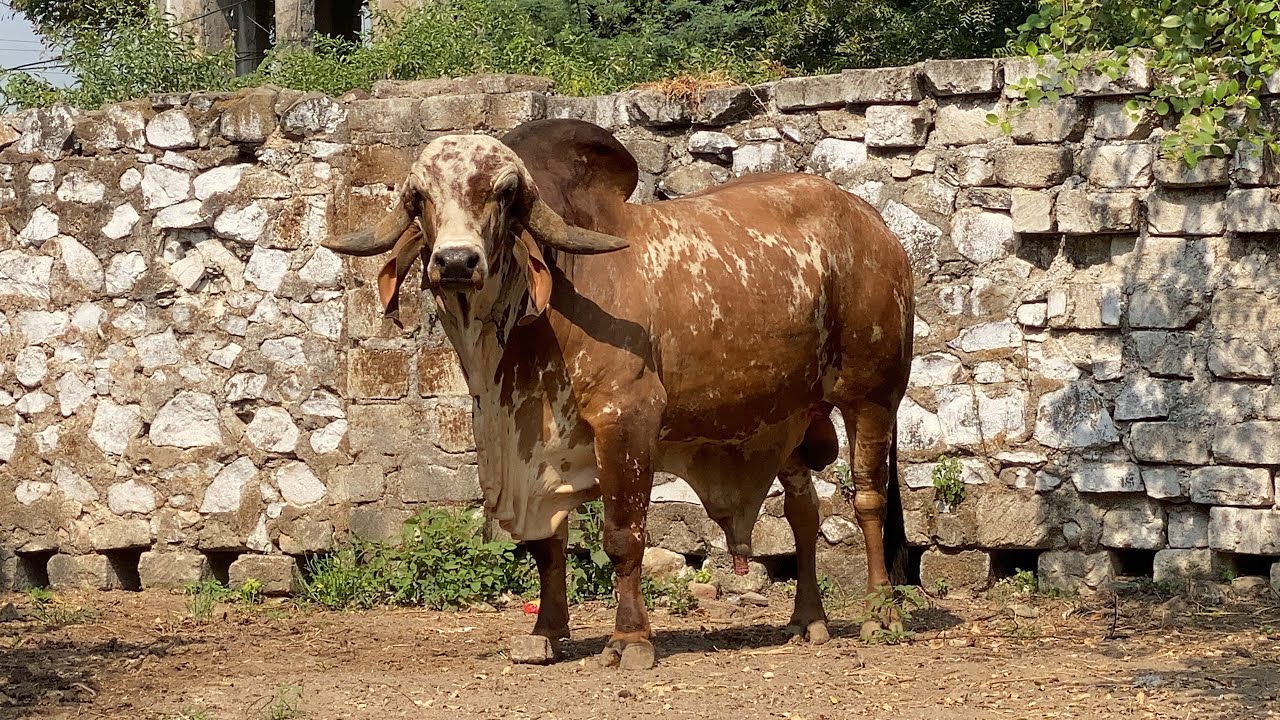 Best gir bull ansuya gir gaushala manavader Gujrat - YouTube