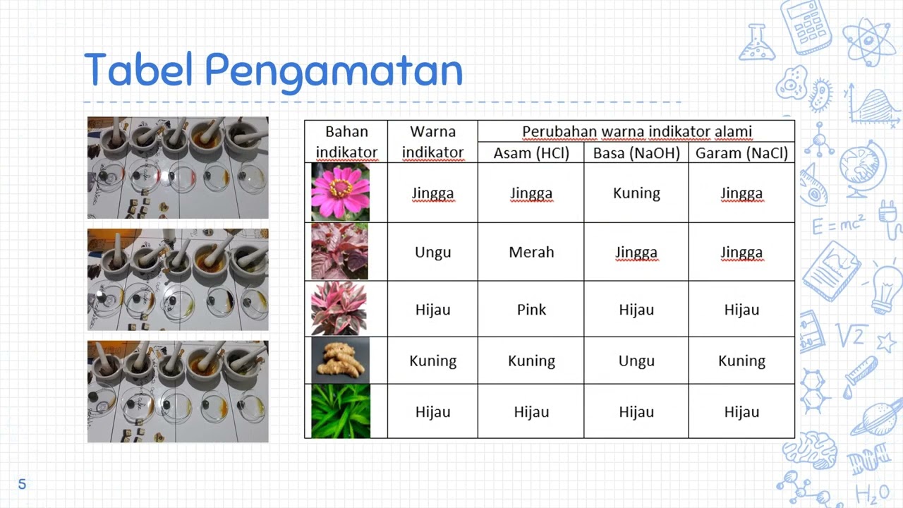 Membuat Indikator Alami Asam Basa - YouTube