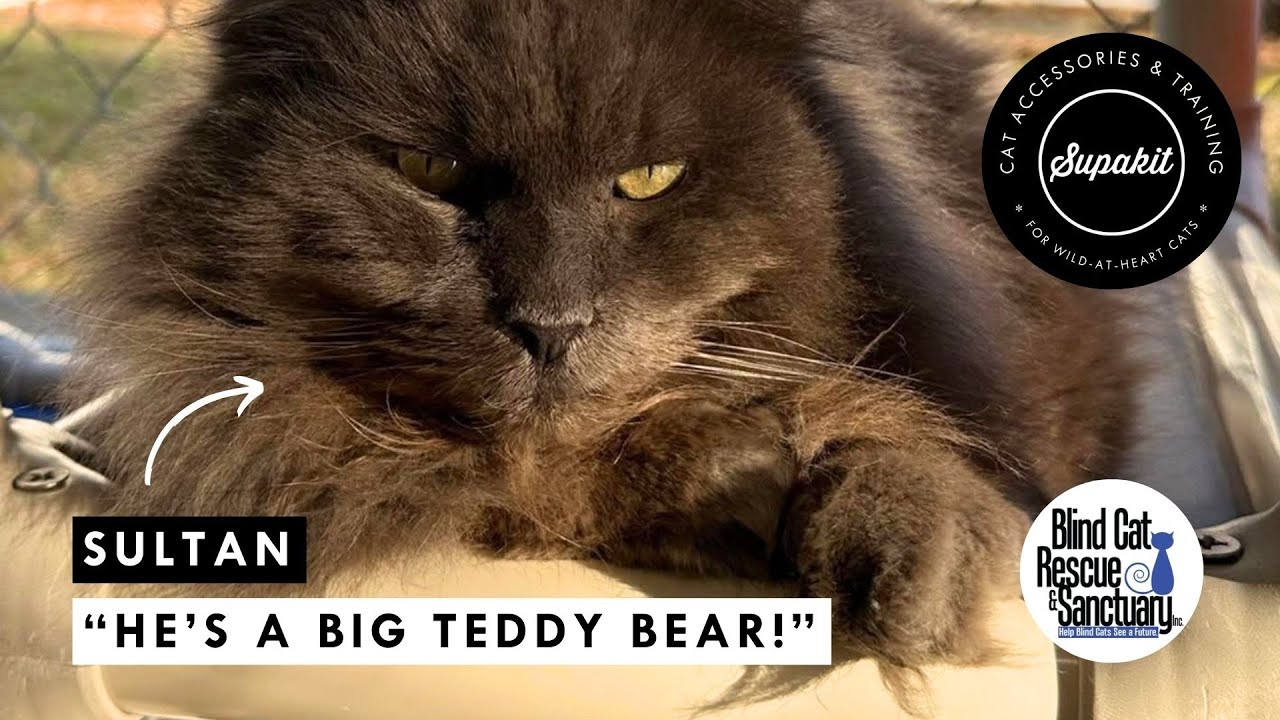 Sultan's Story: From Matted & Misunderstood to Majestic & Adored - YouTube