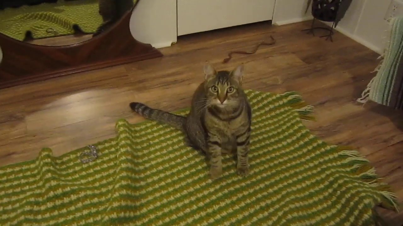 Kooky Cats - YouTube