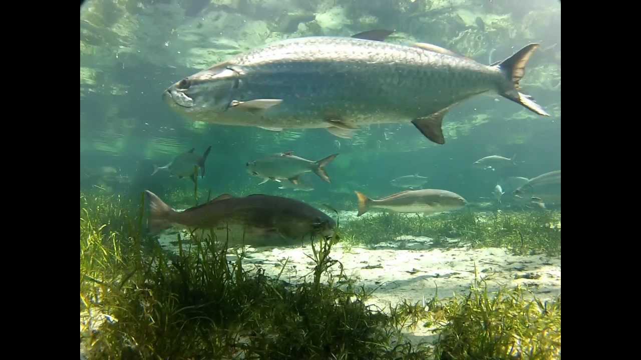 Through the eye of a Tarpon - YouTube