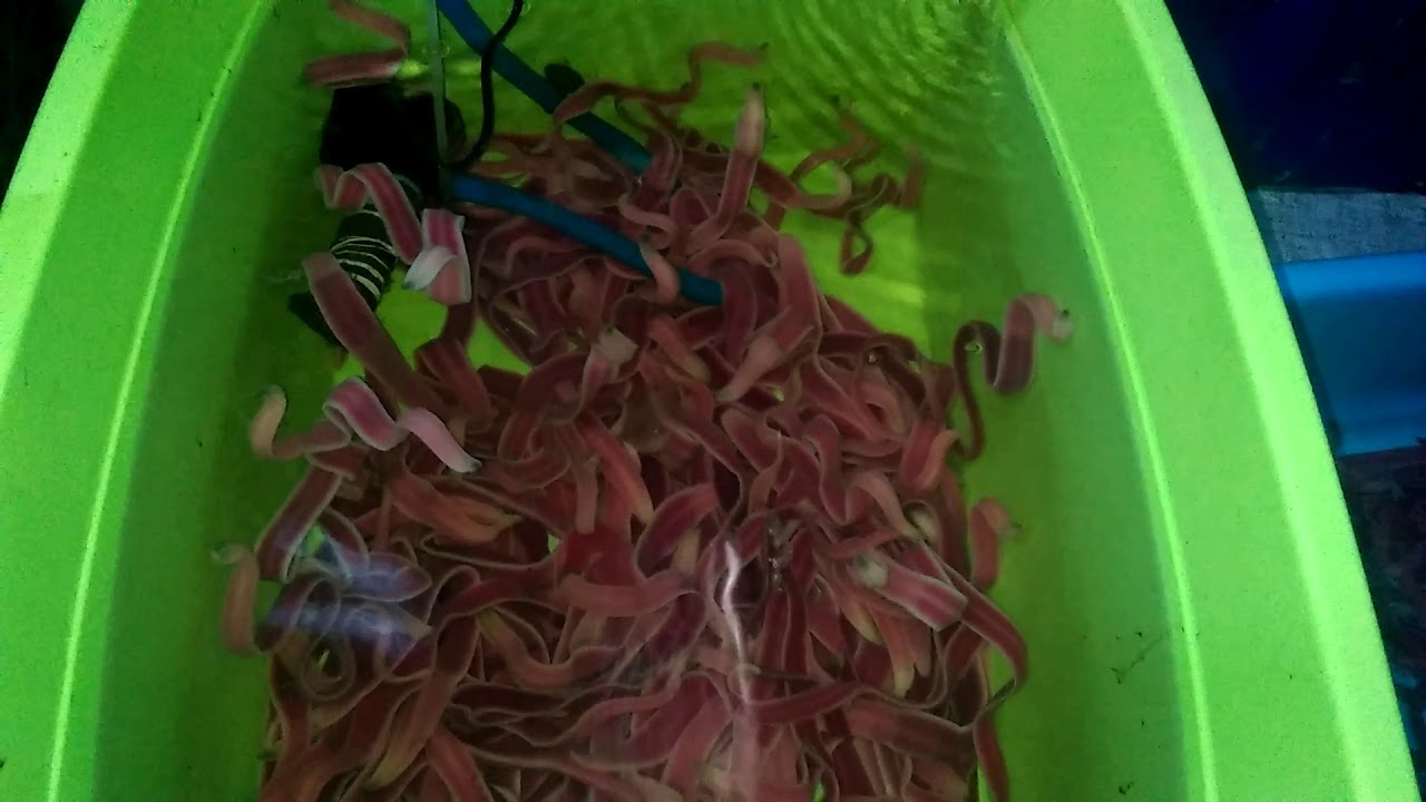 Cacing klelet rajanya cacing laut 👍 - YouTube