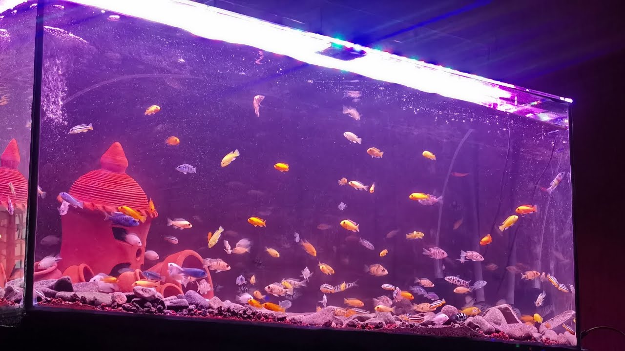 visiting jhajha ornamental fish farm in pila laguna - YouTube