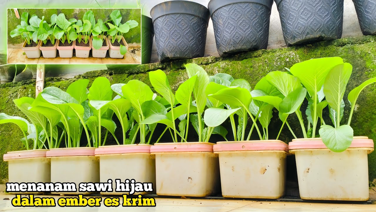 cara menanam sawi hijau dalam pot dari biji sampai panen - YouTube