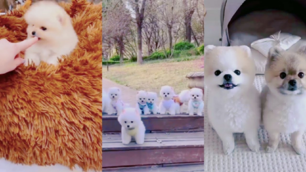 Puppy cute video funny scenes by many puppies HD Video 2023 - YouTube